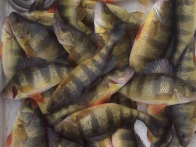 Maryland Yellow Perch Fishing 2026 - Chesapeake Bay News